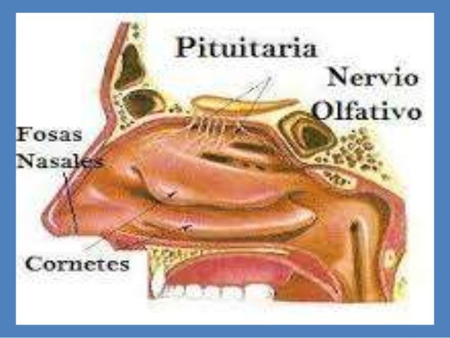 El sentido del olfato