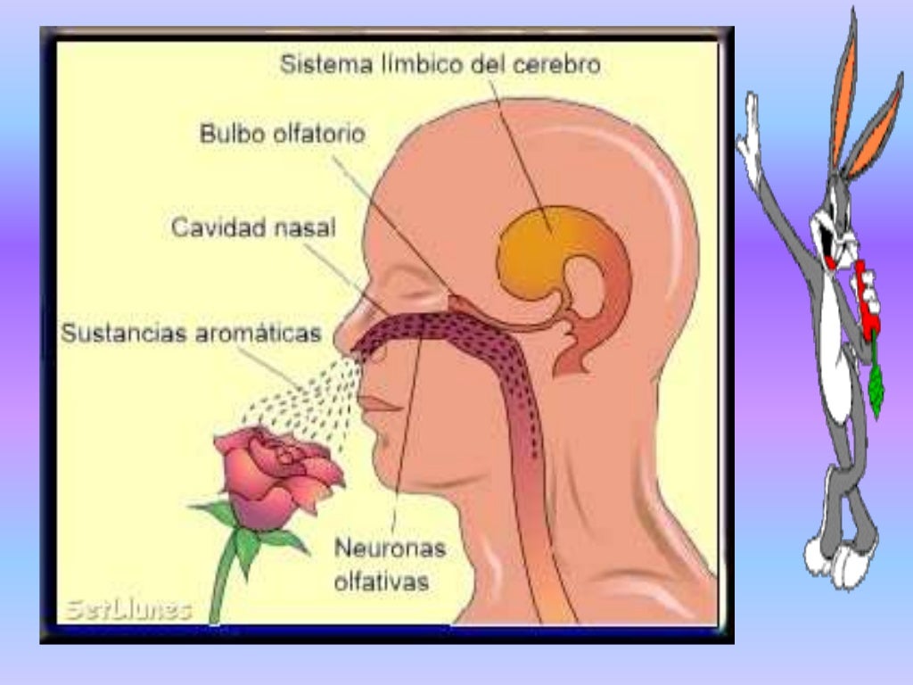 El sentido del olfato