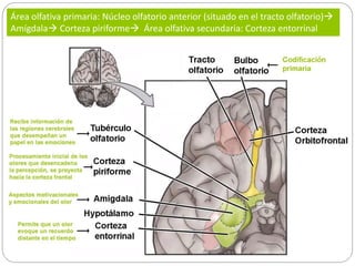 El sentido del olfato_aromas del prado.pptx