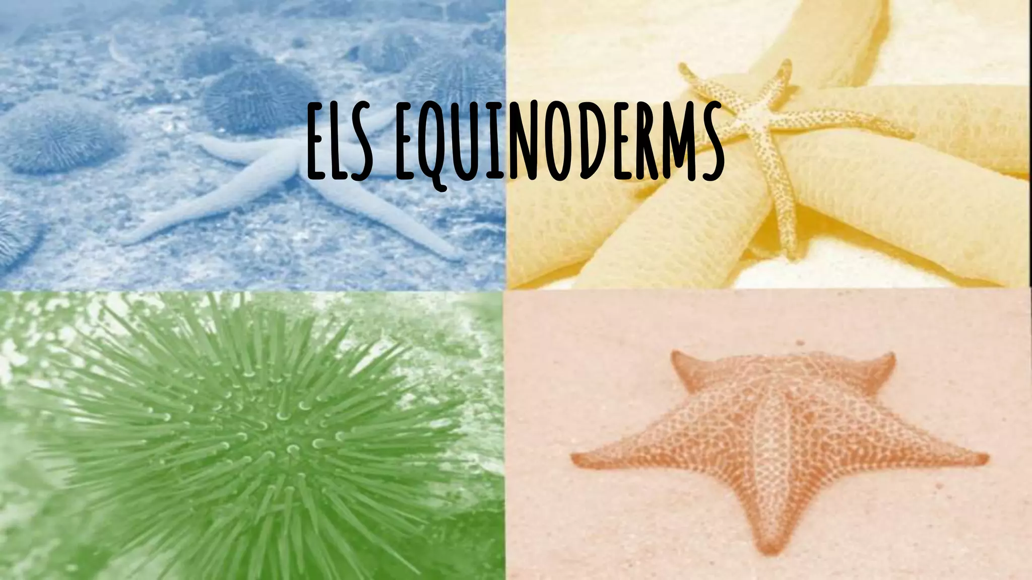 Els equinoderms | PPTX