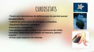 Els equinoderms | PPTX