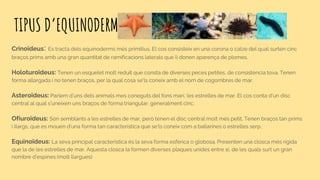 Els equinoderms | PPTX