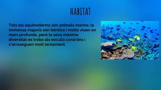 Els equinoderms | PPTX