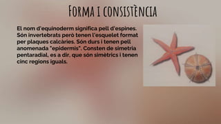 Els equinoderms | PPT