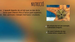 Els equinoderms | PPTX