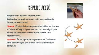 Els equinoderms | PPTX