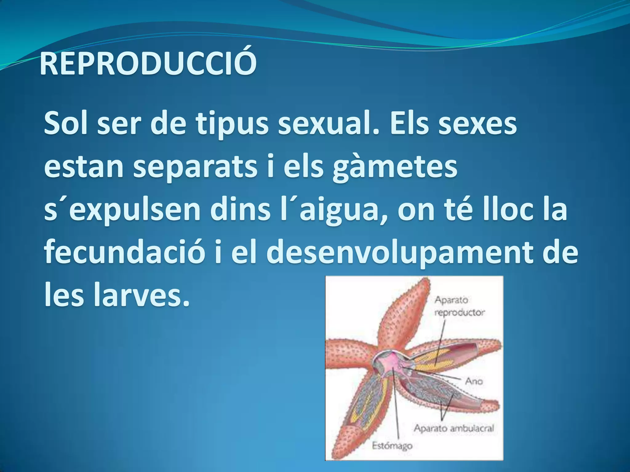 Els equinoderms (alex, albert i joan) | PPTX