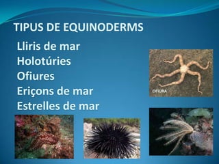 Els equinoderms (alex, albert i joan) | PPTX
