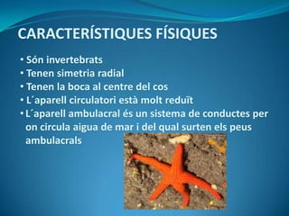 Els equinoderms (alex, albert i joan) | PPTX