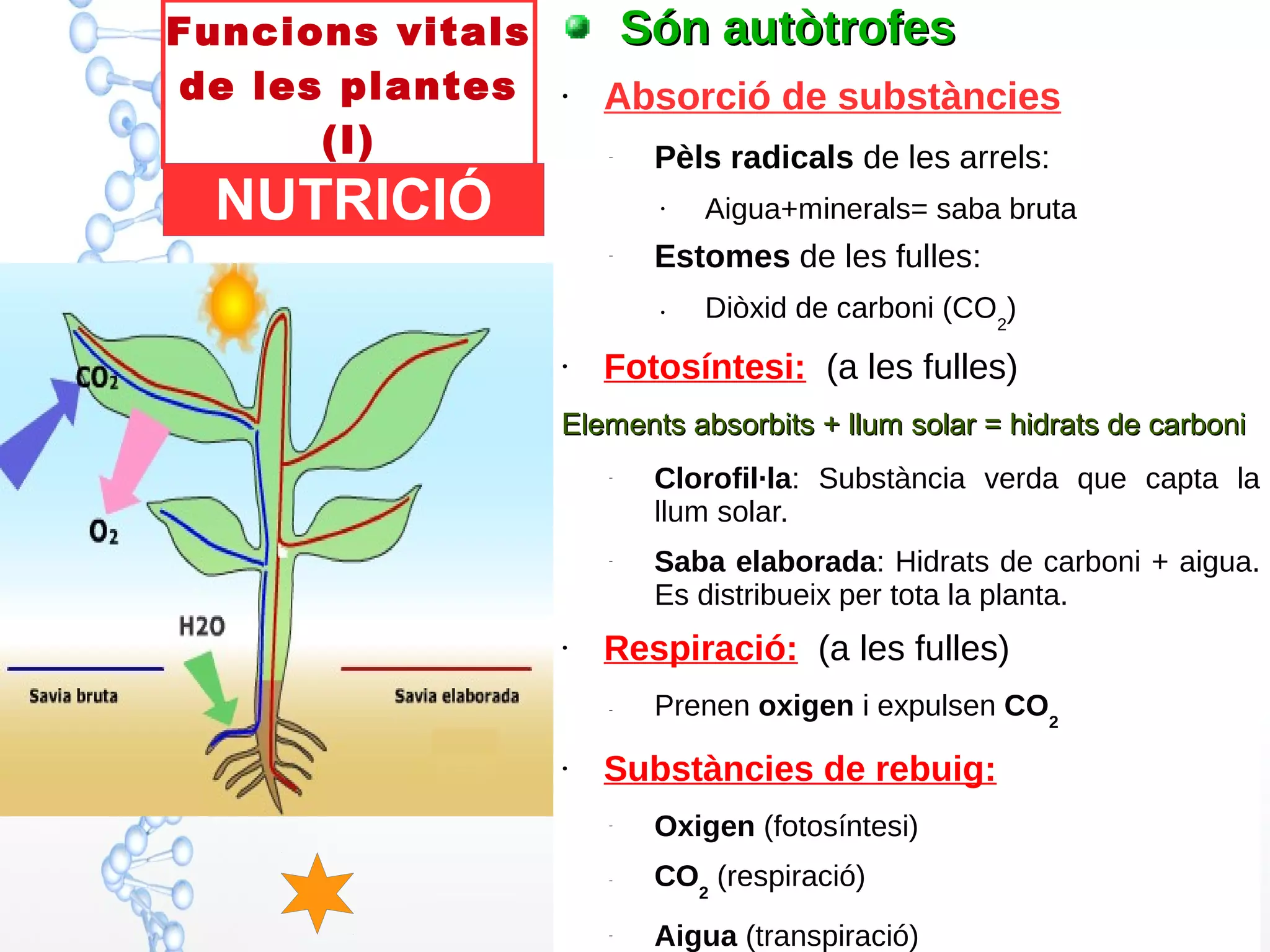 Els essers vius les plantes | ODP