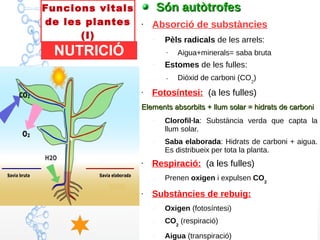 Els essers vius les plantes | PPT