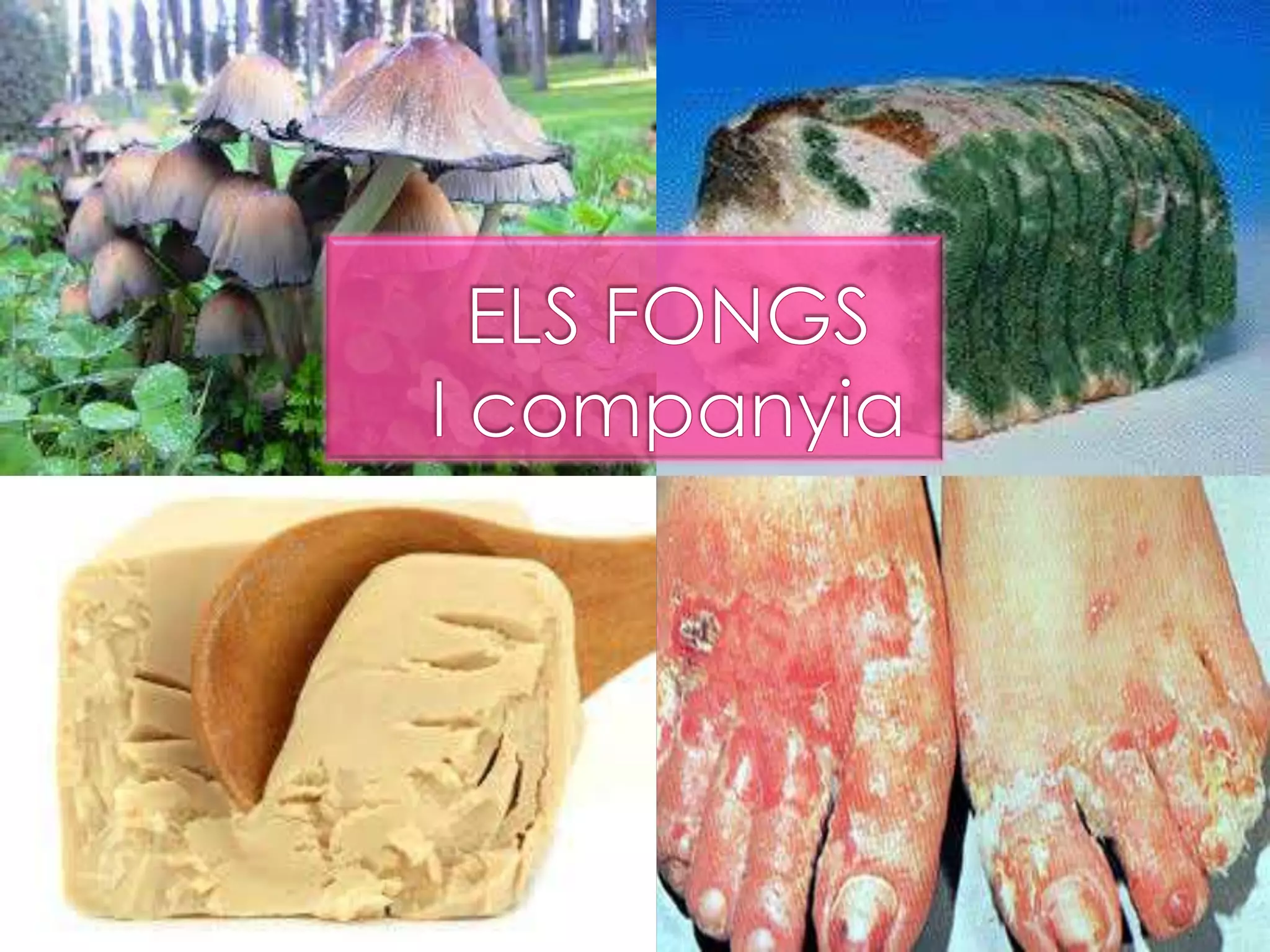Els fongs | PPTX