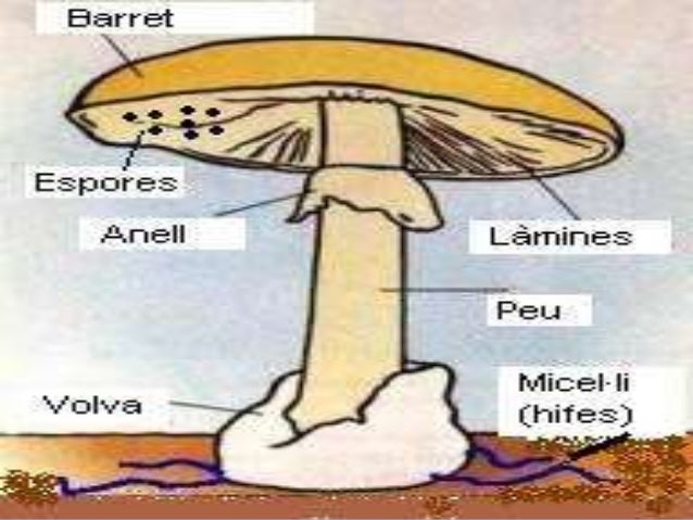 Images of PLECS - JapaneseClass.jp