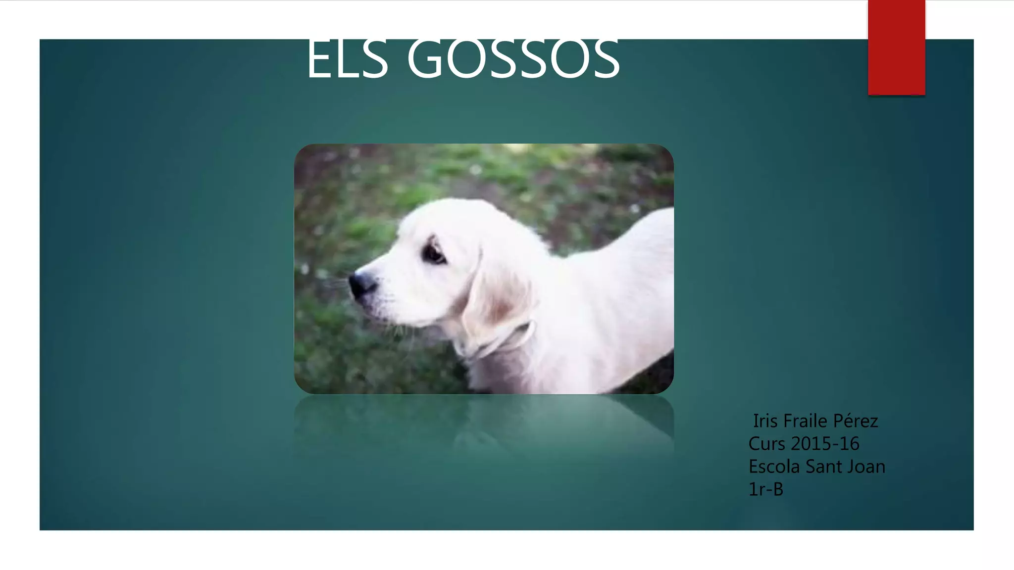 Els gossos | PPTX