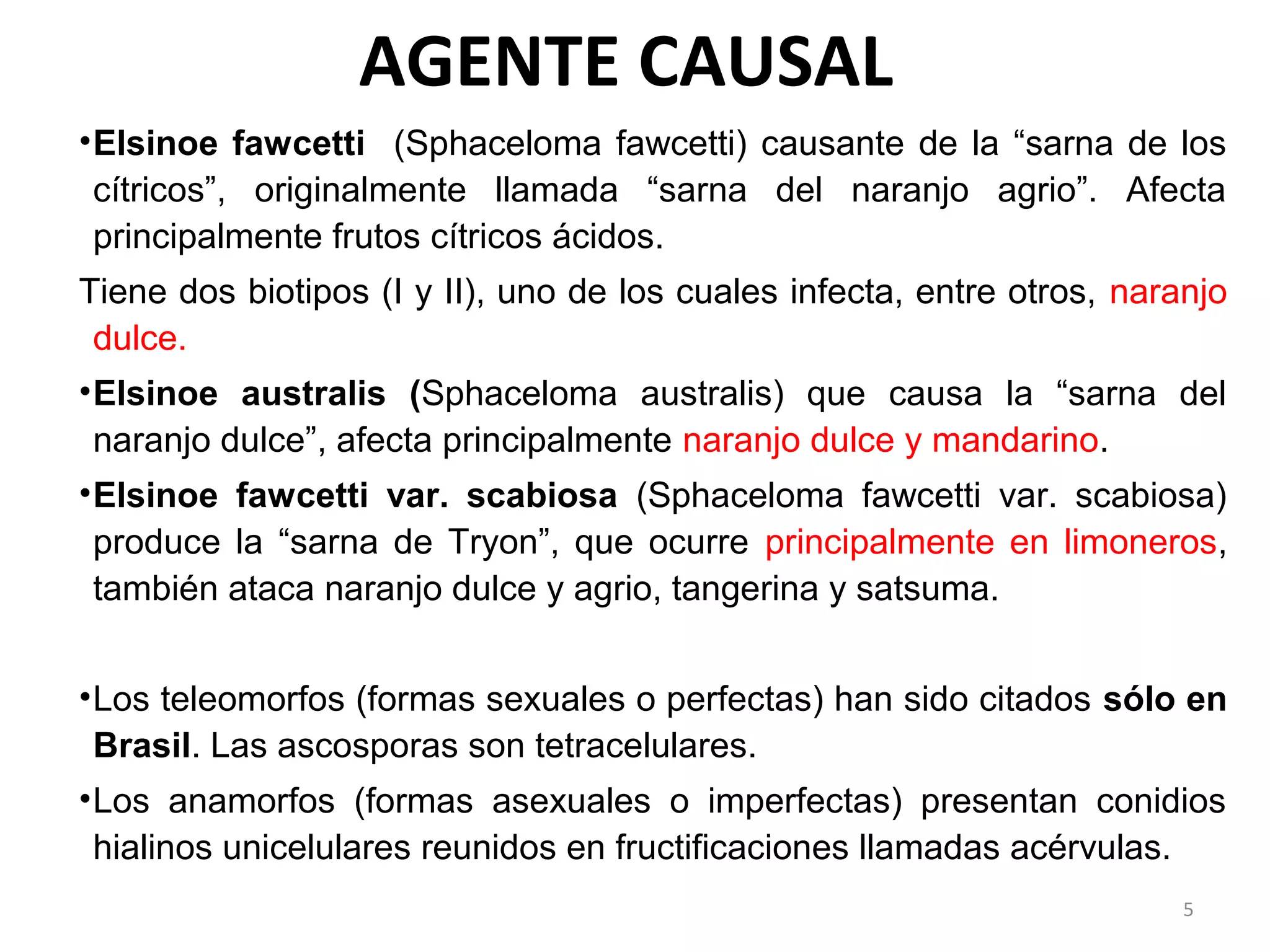 Elsinoe fawcettii y australis | PPT