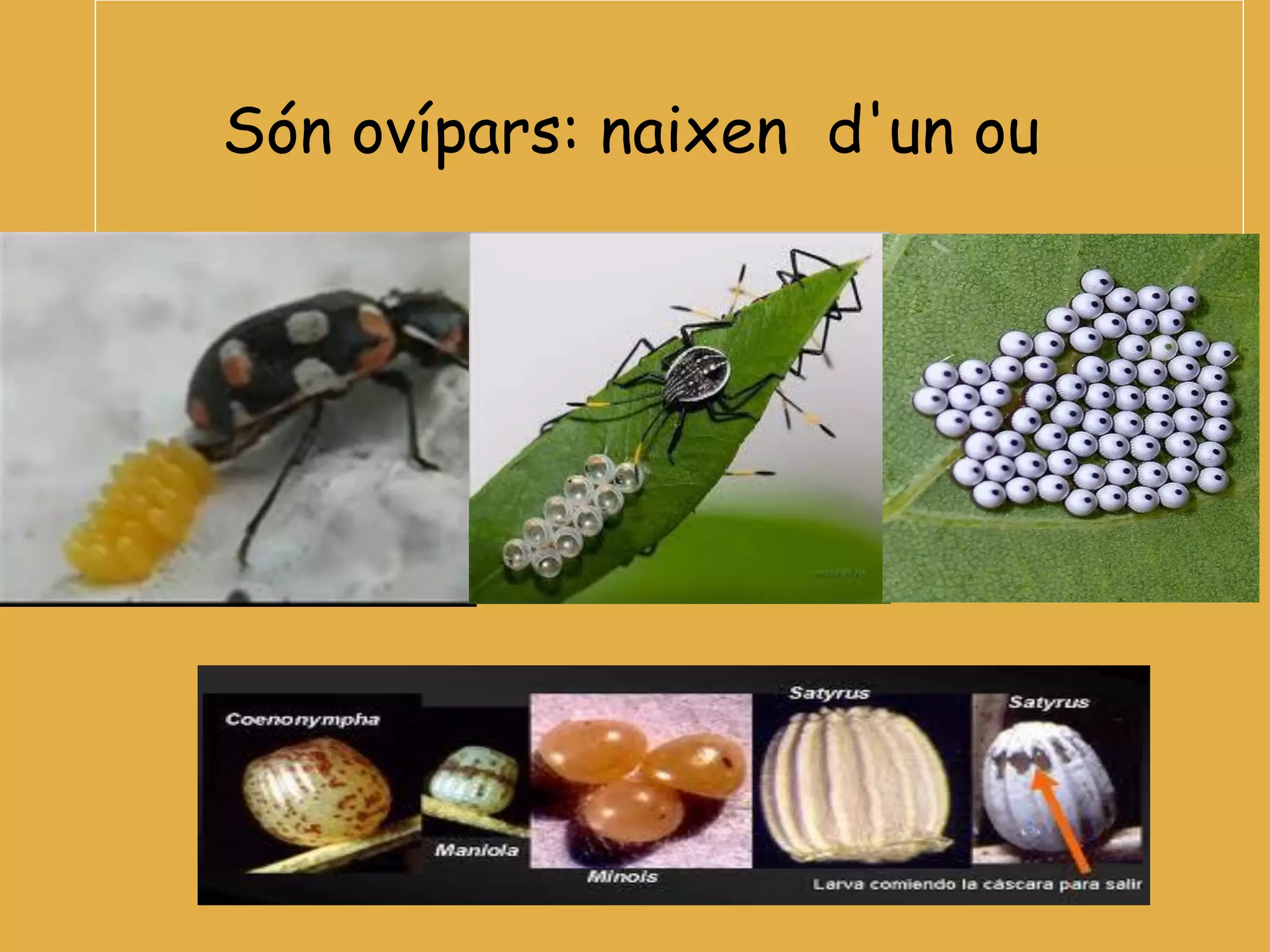 Els insectes | PDF