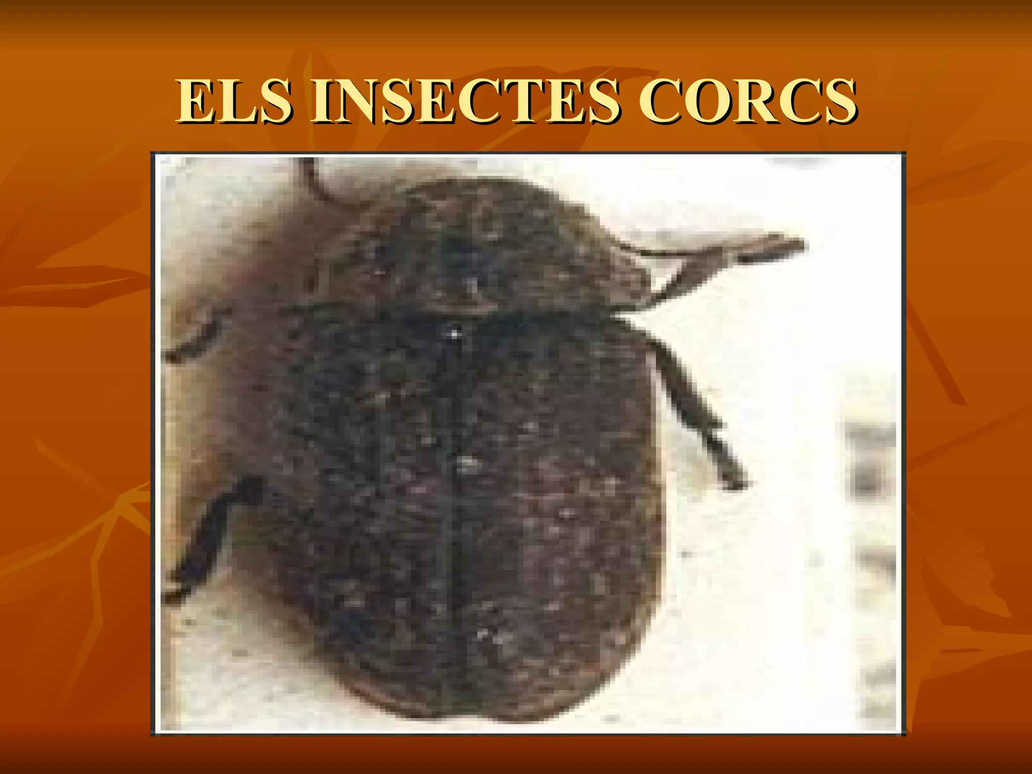 Els Insectes Corcs | PPT