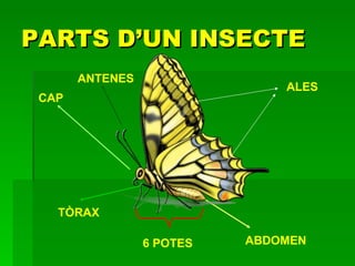 Els insectes | PPT
