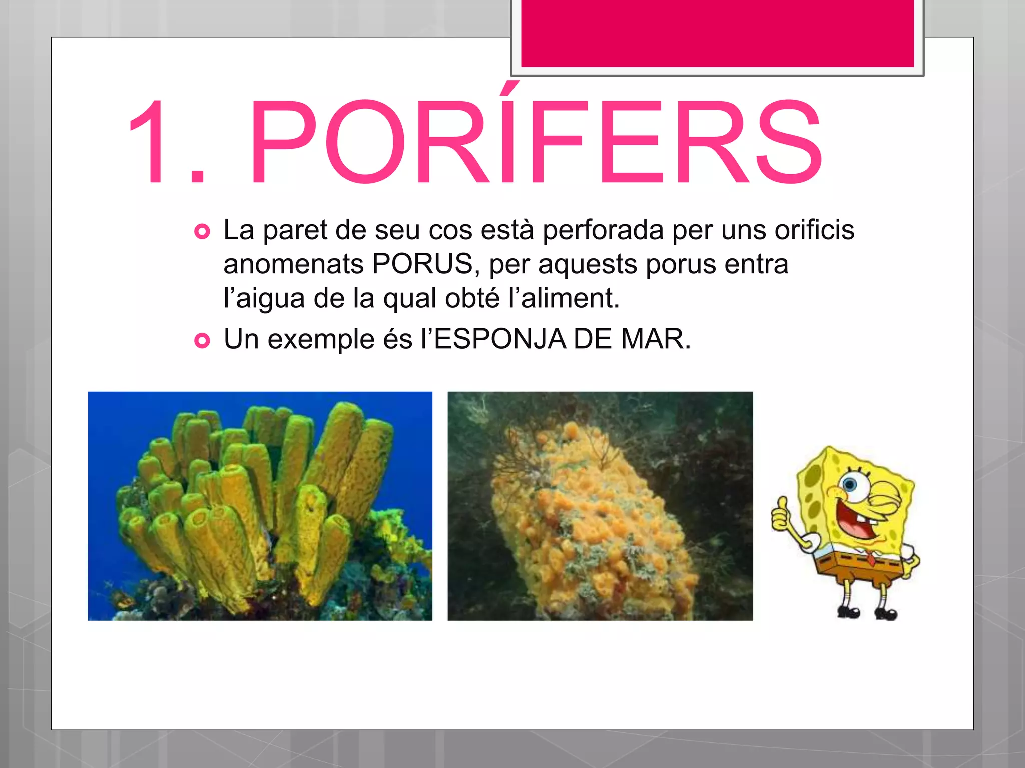 Els invertebrats | PPTX