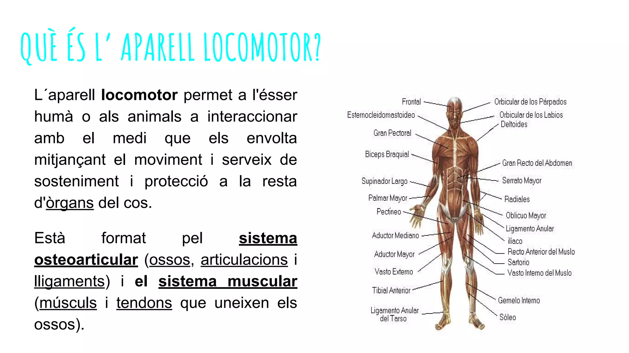 APARELL LOCOMOTOR | PDF