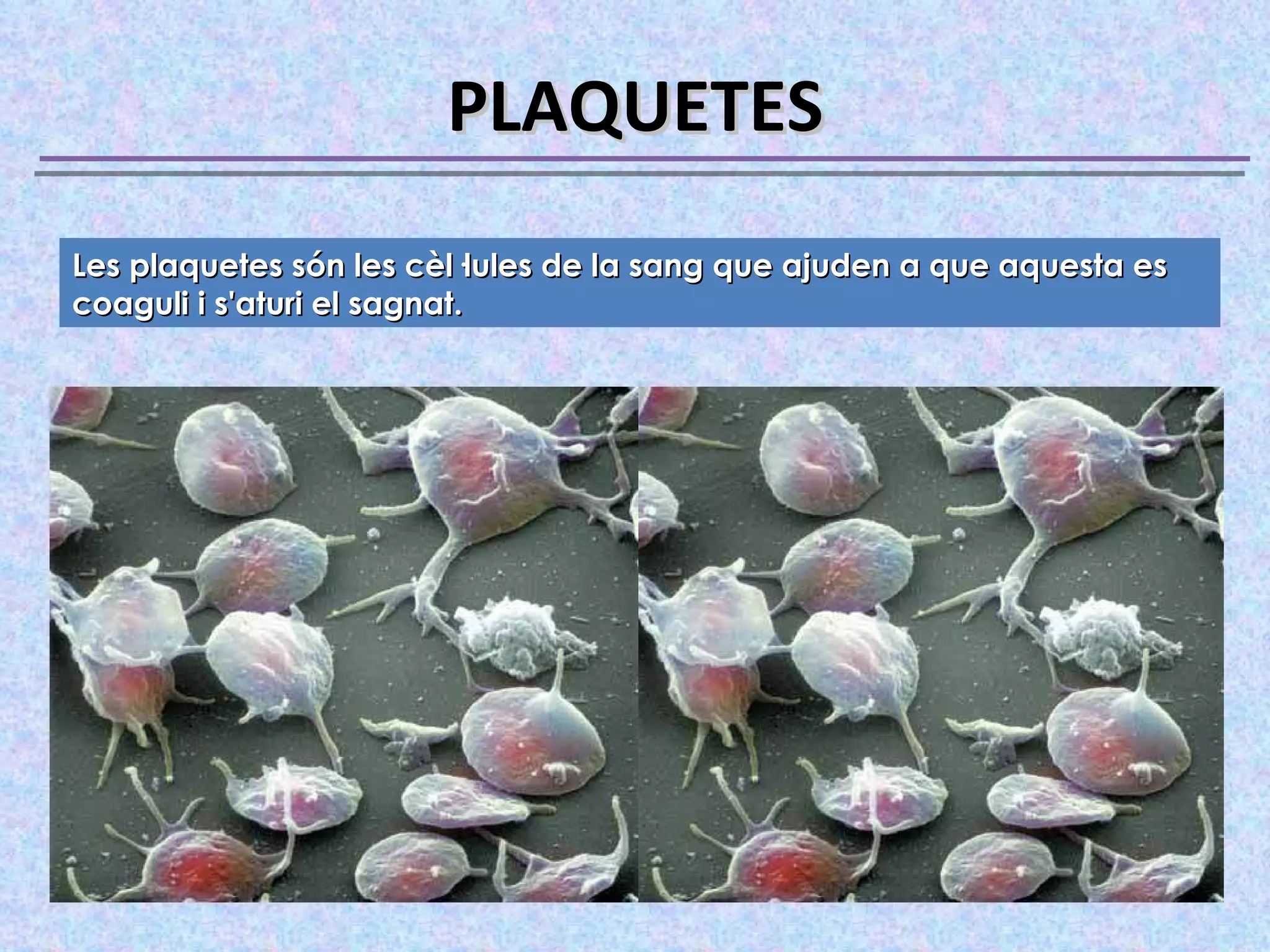 El sistema circulatori | PPT