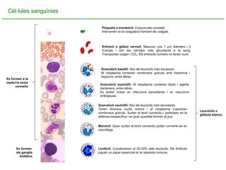 El sistema circulatori | PPT