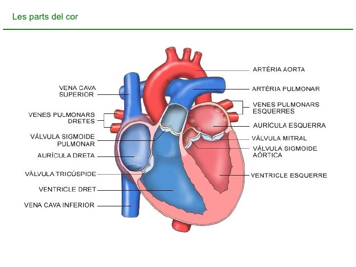 El sistema circulatori