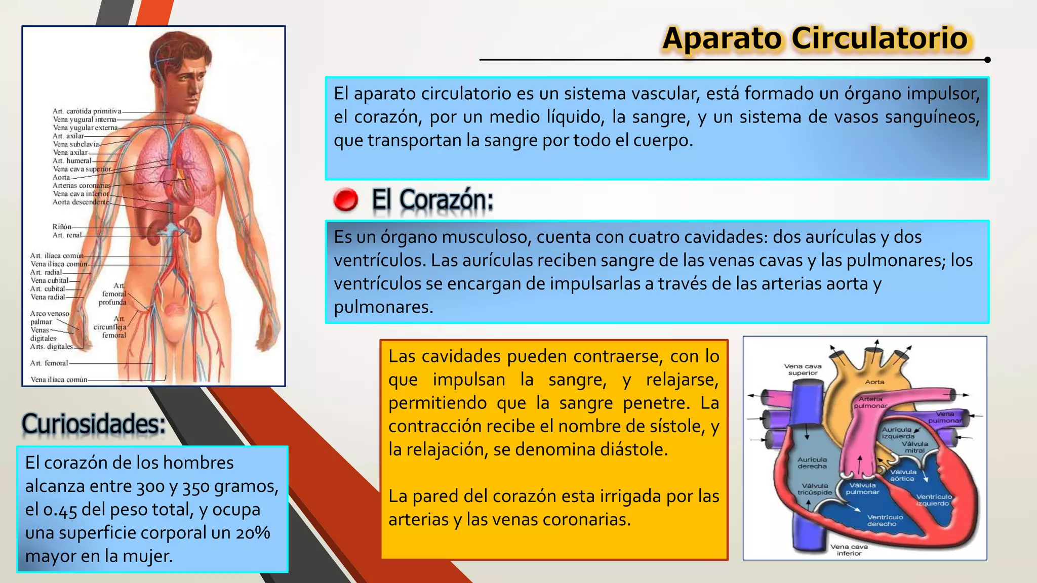 Sistema Circulatorio y Sistema Respiratorio | PDF