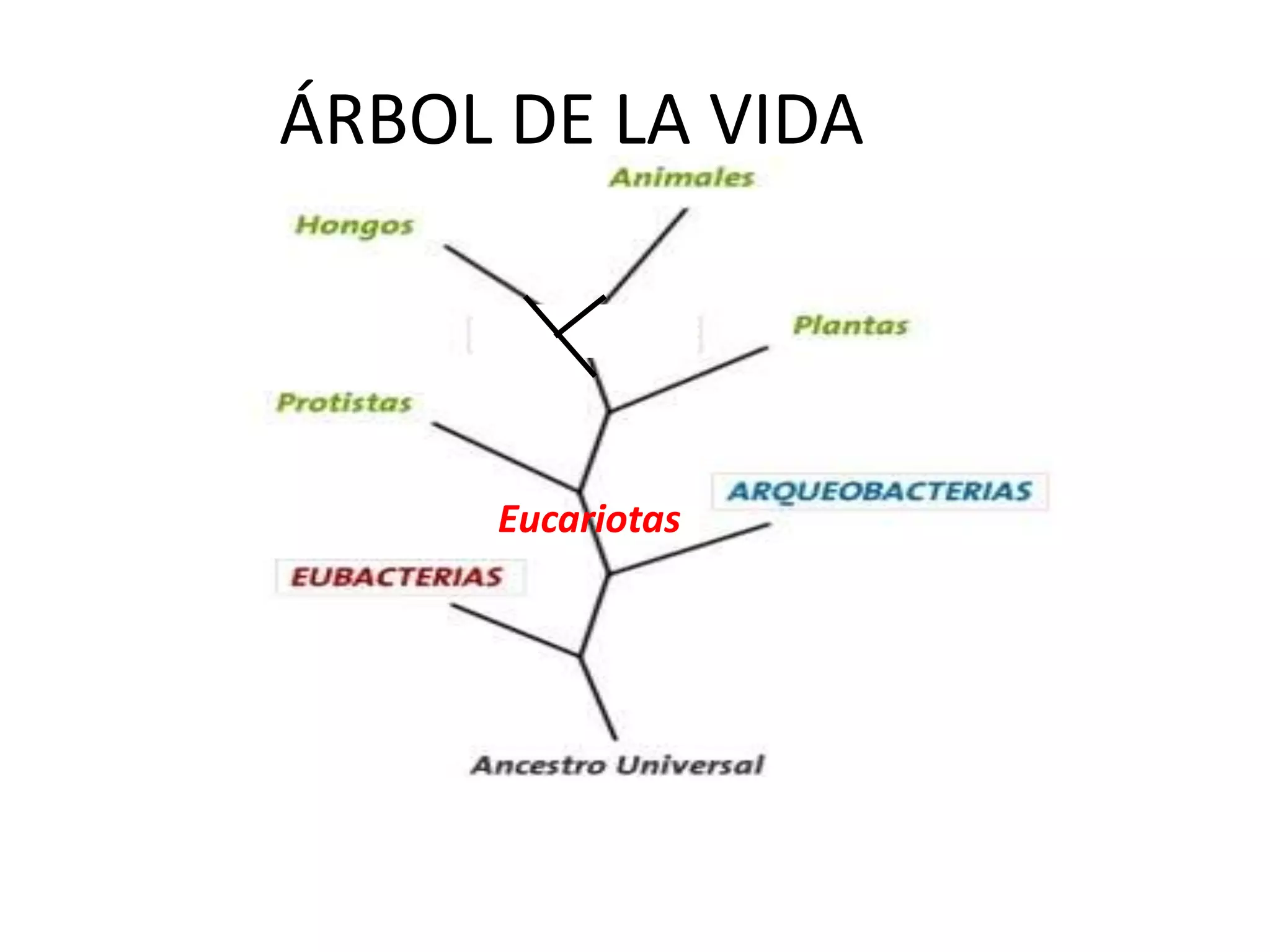 El sistema de clasificación los 3 dominios de | PPTX