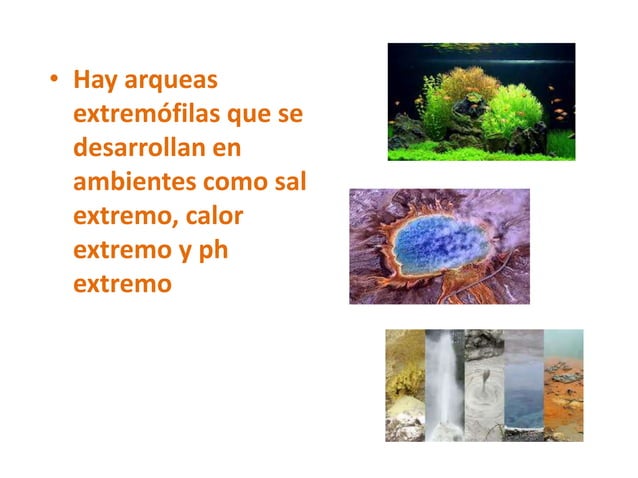 El sistema de clasificación los 3 dominios de | PPT