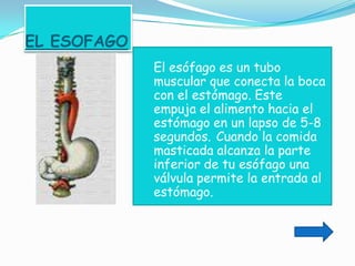 El sistema digestivo | PPSX
