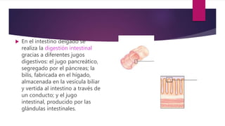 El sistema digestivo | PPTX