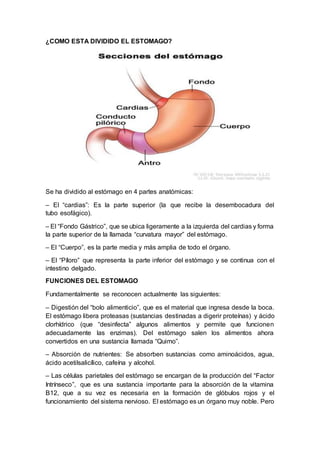 EL SISTEMA DIGESTIVO Y LA DIGESTIÓN | DOCX