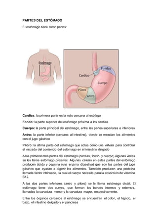 EL SISTEMA DIGESTIVO Y LA DIGESTIÓN | DOCX