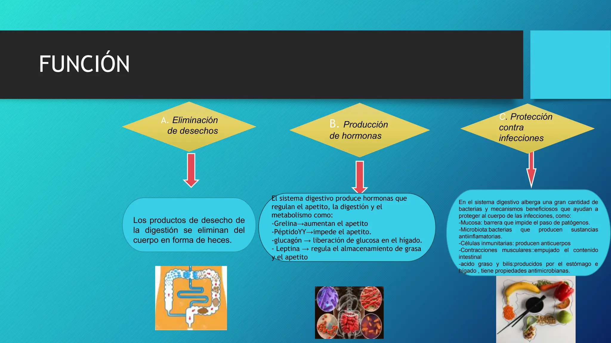 El sistema digestivo humano presentación en PowerPoint | PPT