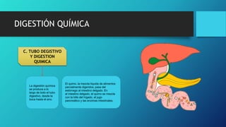 El sistema digestivo humano presentación en PowerPoint | PPTX