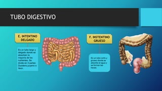 El sistema digestivo humano presentación en PowerPoint | PPTX