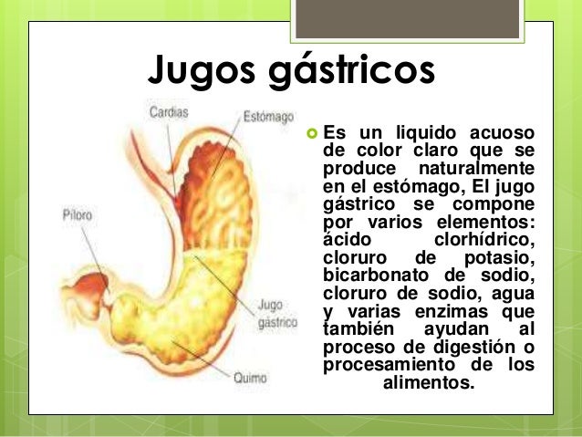 El sistema digestivo