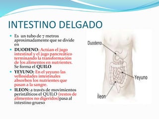 El sistema digestivo | PPTX