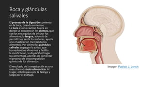 El sistema digestivo diapositiivas | PPTX