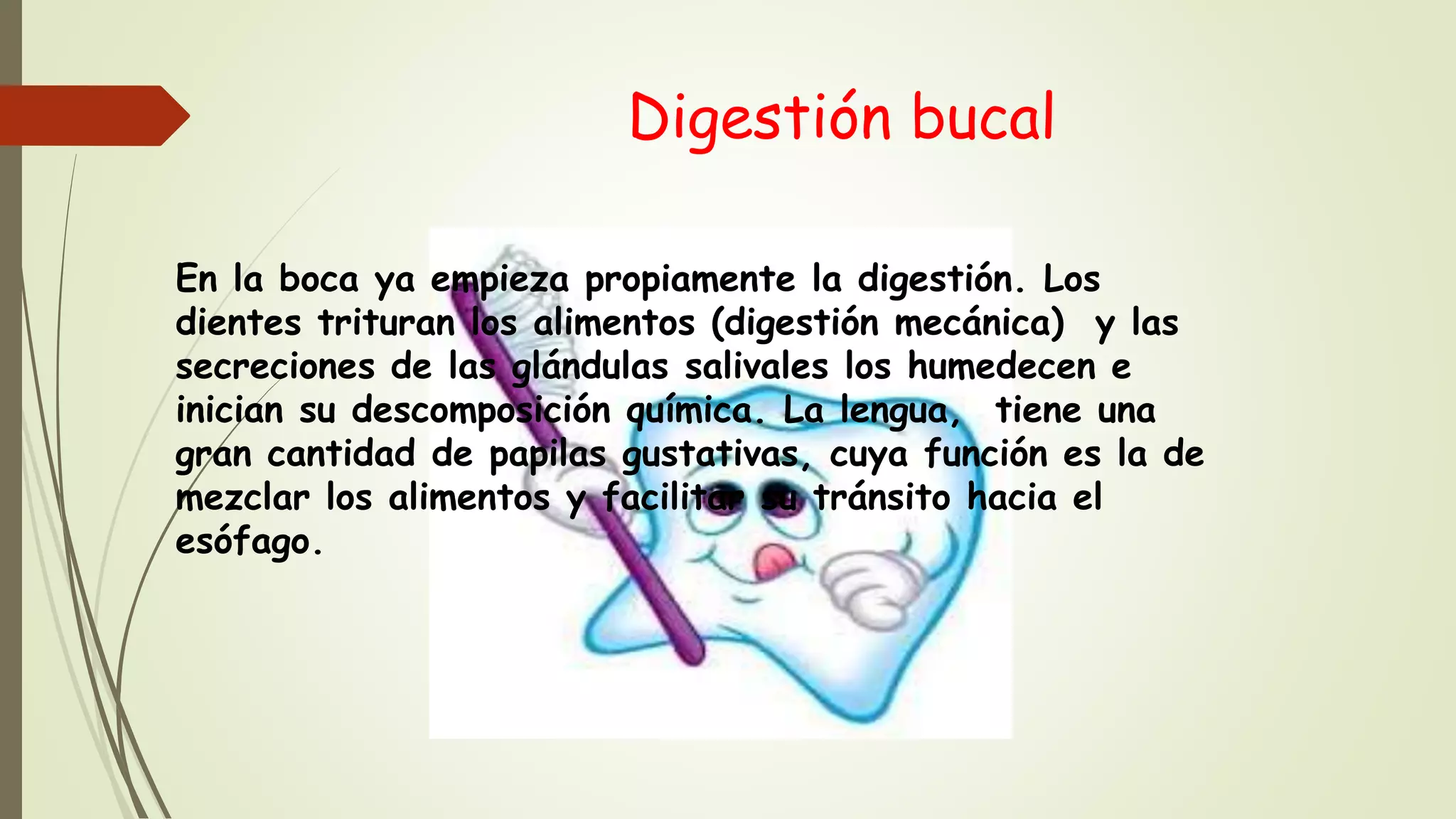 El sistema digestivo powerpoint.pptm