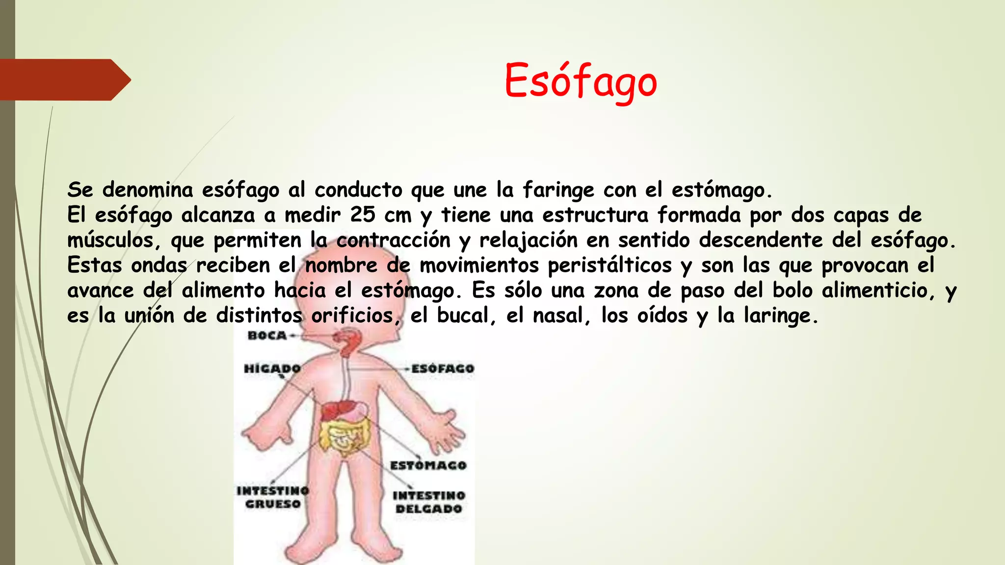 El sistema digestivo powerpoint.pptm