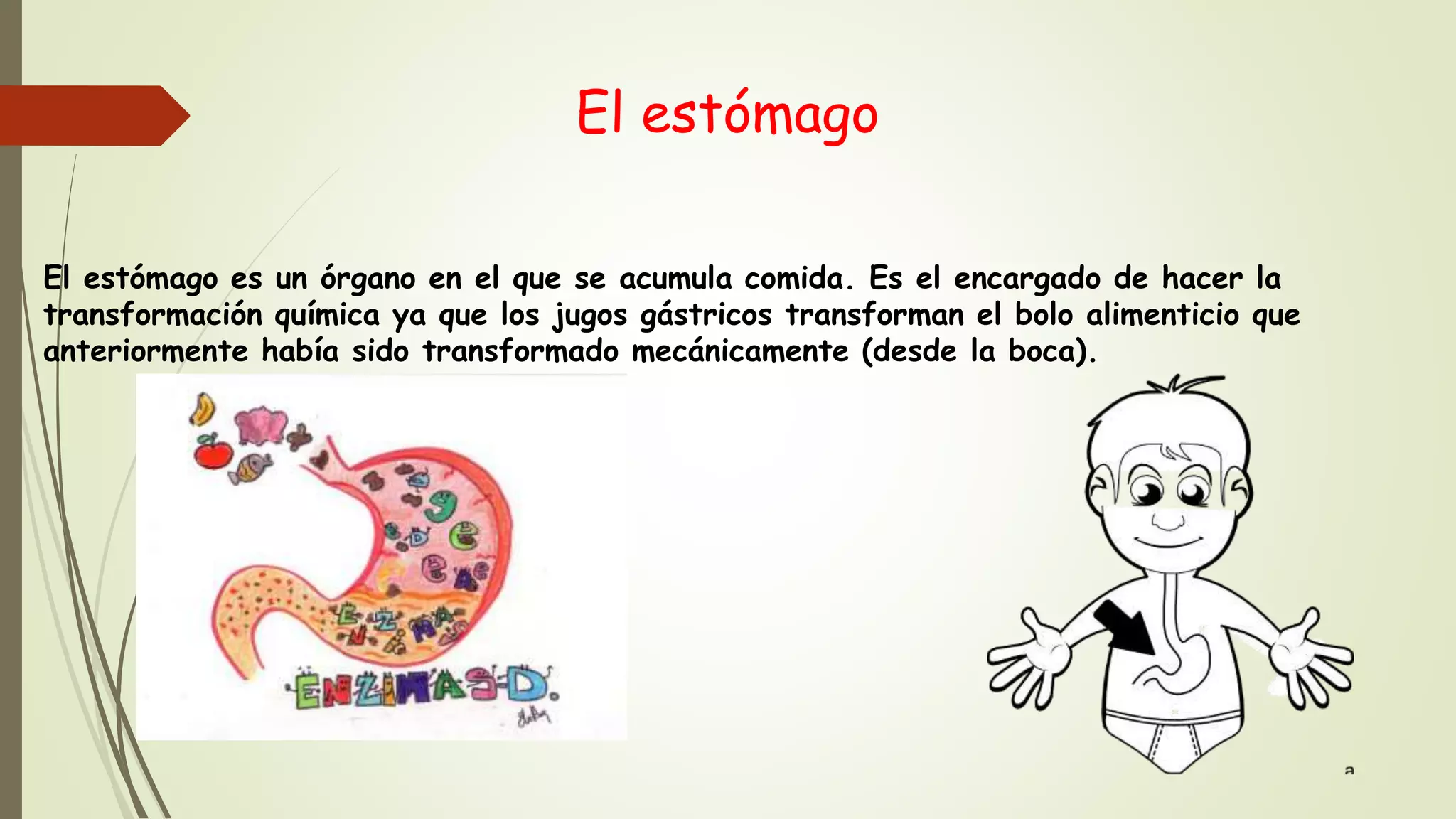 El sistema digestivo powerpoint.pptm