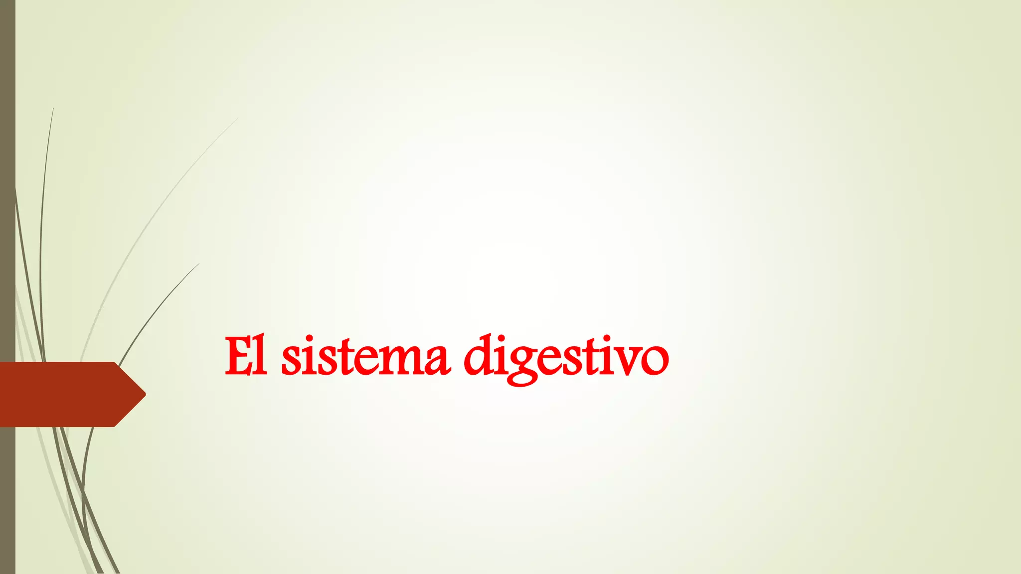 El sistema digestivo powerpoint.pptm