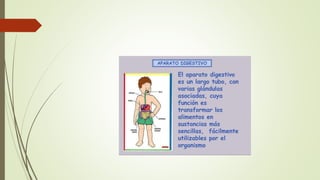 El sistema digestivo powerpoint.pptm