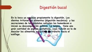 El sistema digestivo powerpoint.pptm