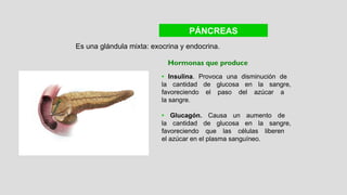 EL SISTEMA ENDÓCRINO PARA TERCERO DE BACHILLERATO | PPT