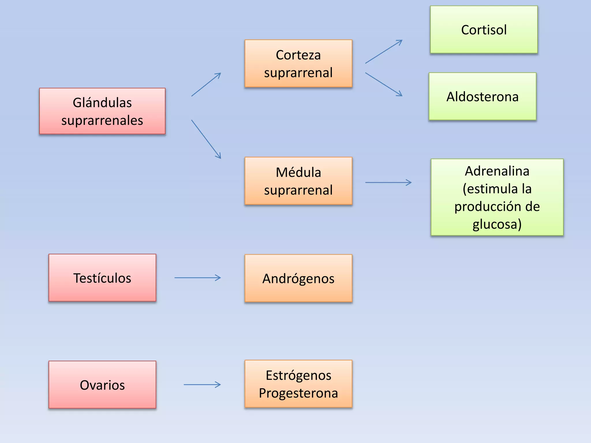 El sistema endocrino humano | PPT