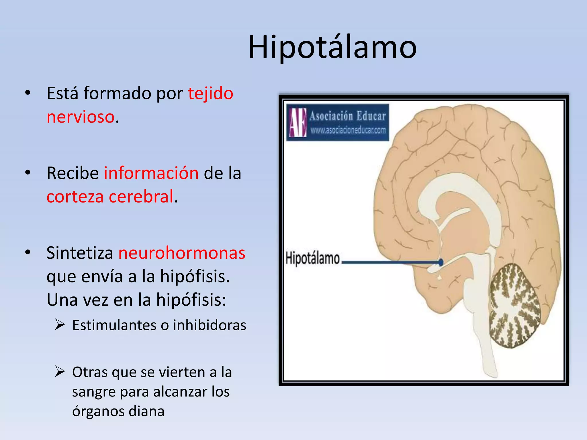El sistema endocrino humano | PPTX