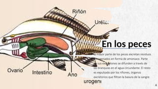 el sistema excretor en los vertebrados.pptx